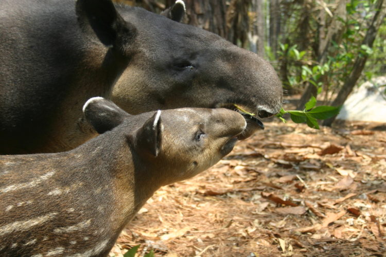 National Symbols – Government of Belize Press Office