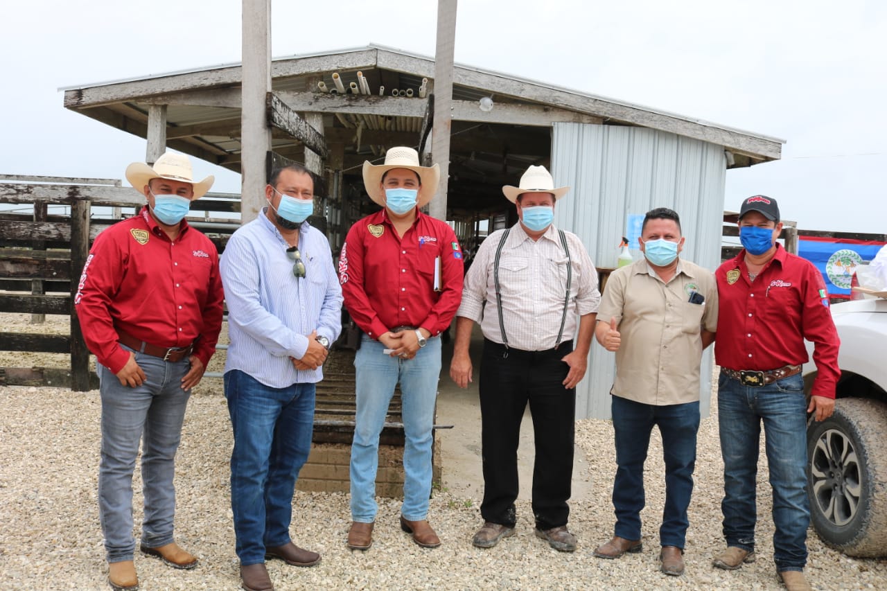Second Cattle Export Activity Held at Shipyard – Government of Belize ...